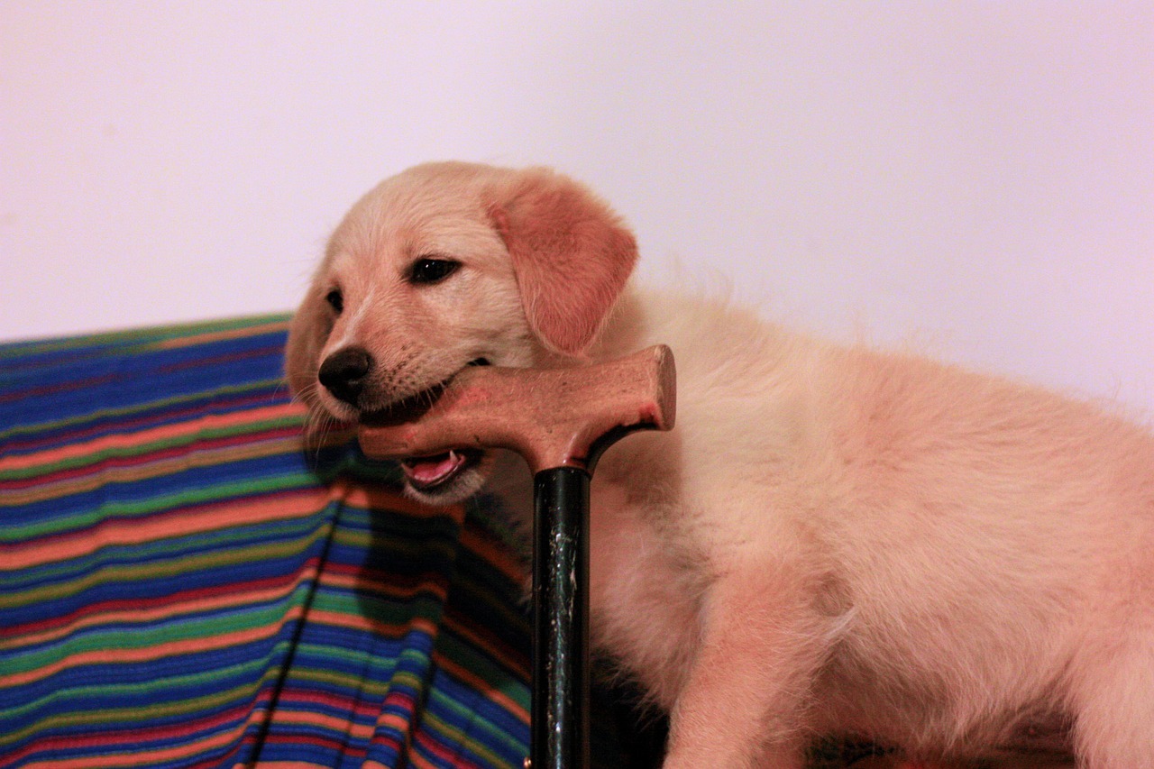Mijn Puppy Bijt Heel Veel! Wat Kan Ik Daar Aan Doen? Lees Deze Tips! Mijn Puppy Bijt Heel Veel! Wat Kan Ik Daar Aan Doen? Lees Deze Tips!